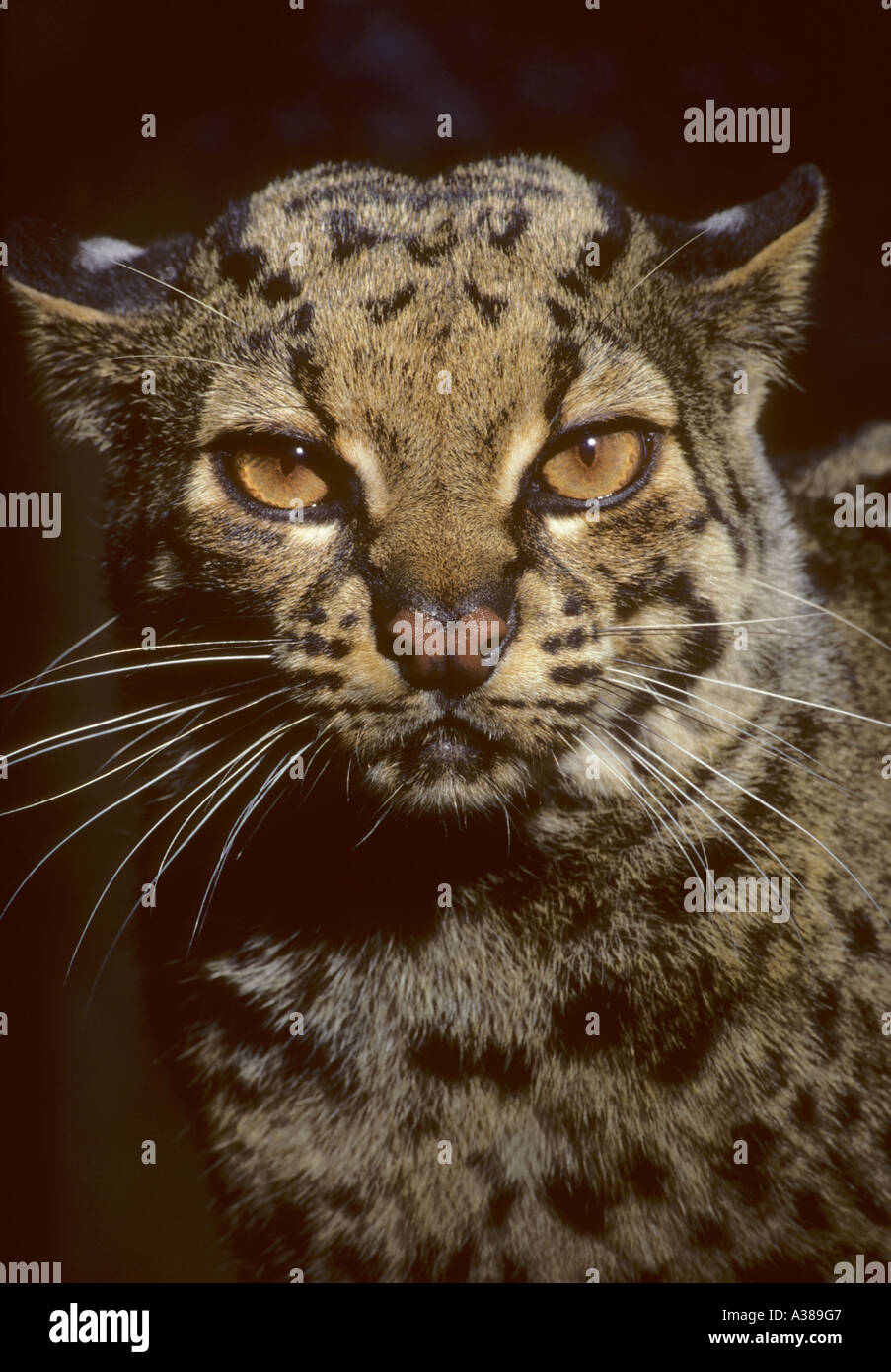 Marbled cat (Pardofelis marmorata) S E Asia, Captive, Port Lympne Wild ...