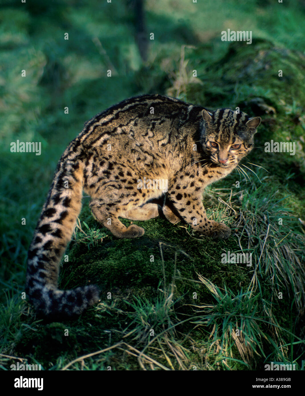 Marbled cat (Pardofelis marmorata) S E Asia, Captive, Port Lympne Wild ...