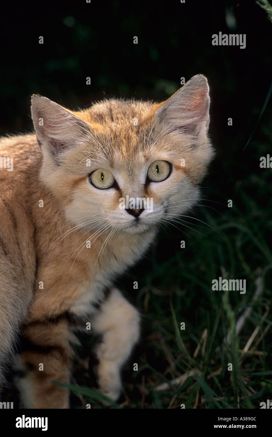 Felis margarita margarita hi-res stock photography and images - Alamy