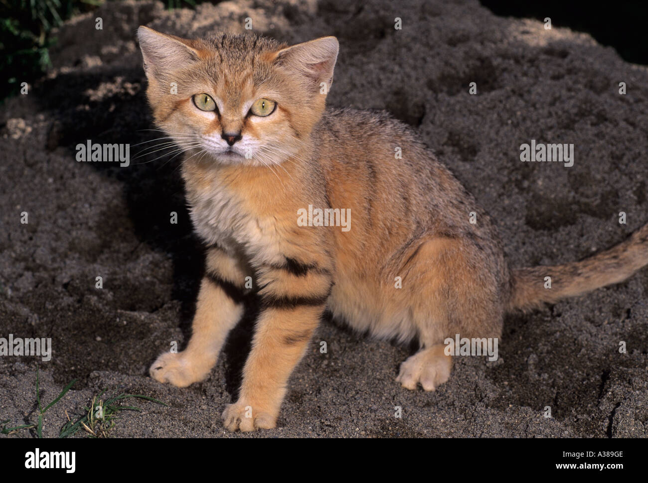 Sand cat (Felis margarita harrisoni), captive Stock Photo - Alamy