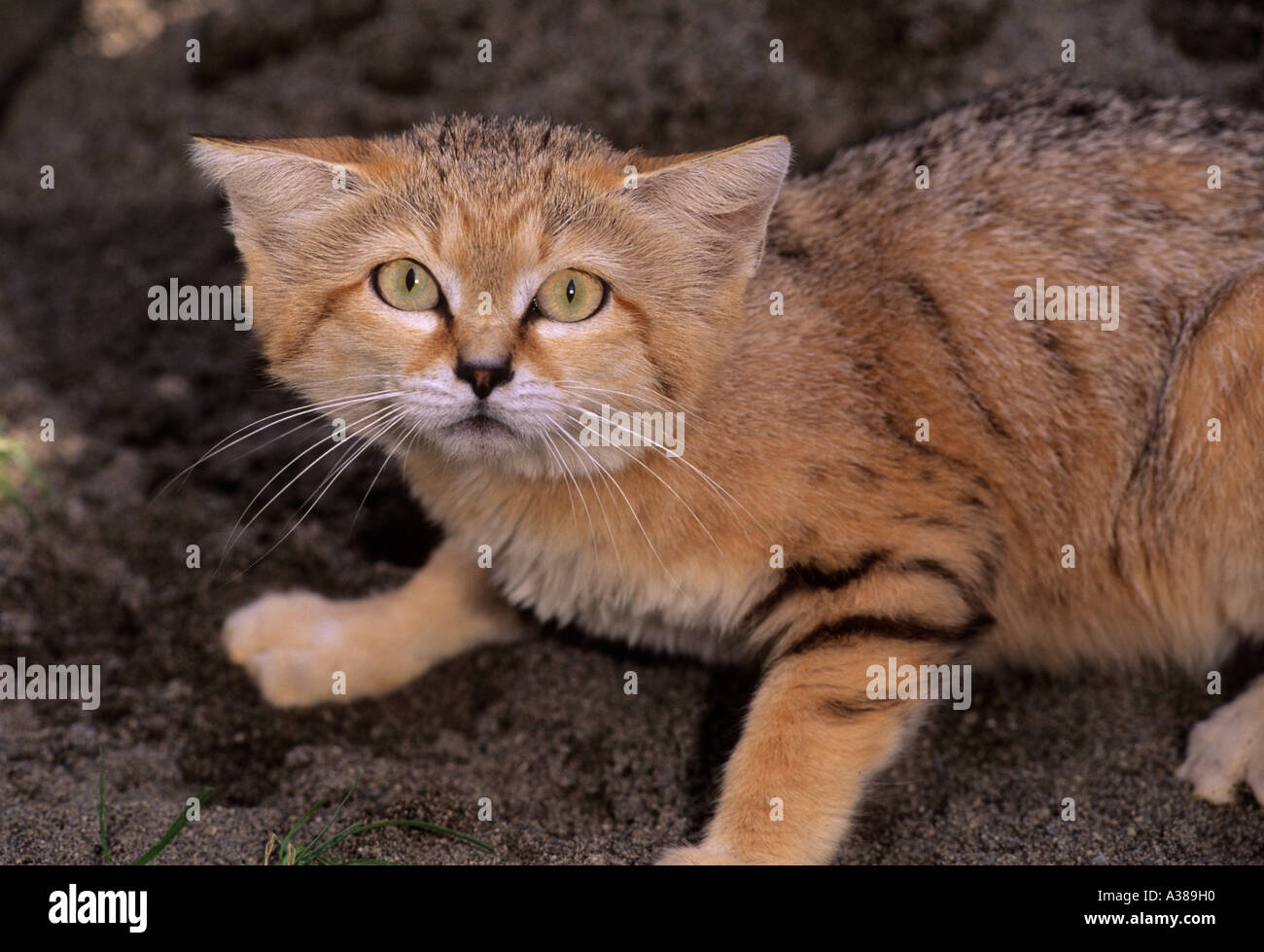 Sand cat (Felis margarita harrisoni), captive Stock Photo - Alamy