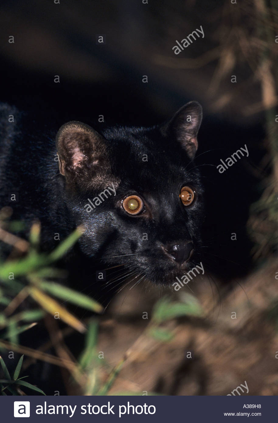 Catopuma Temminckii High Resolution Stock Photography and Images - Alamy