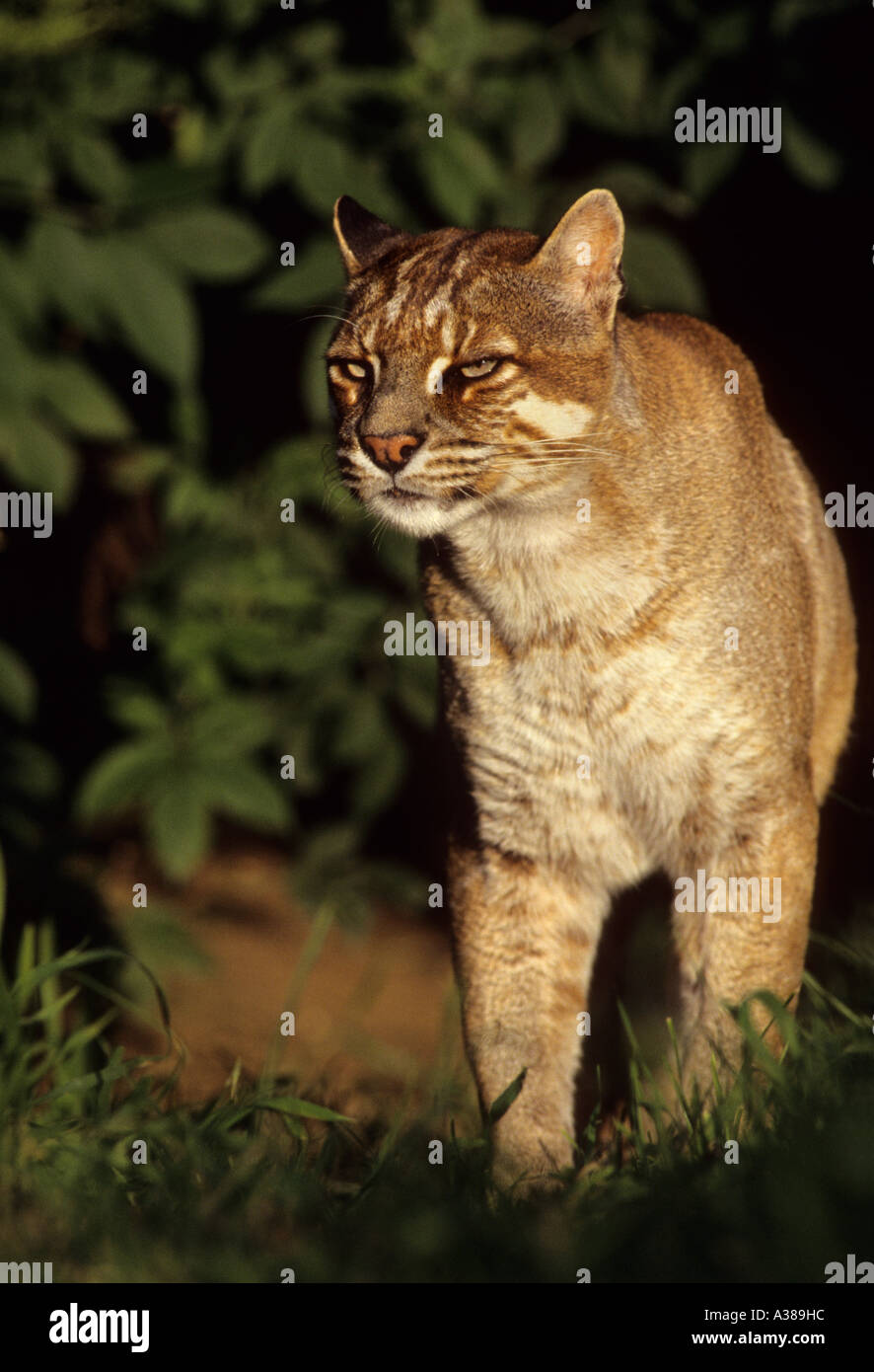 Asian golden cat catopuma temminckii hi-res stock photography and ...