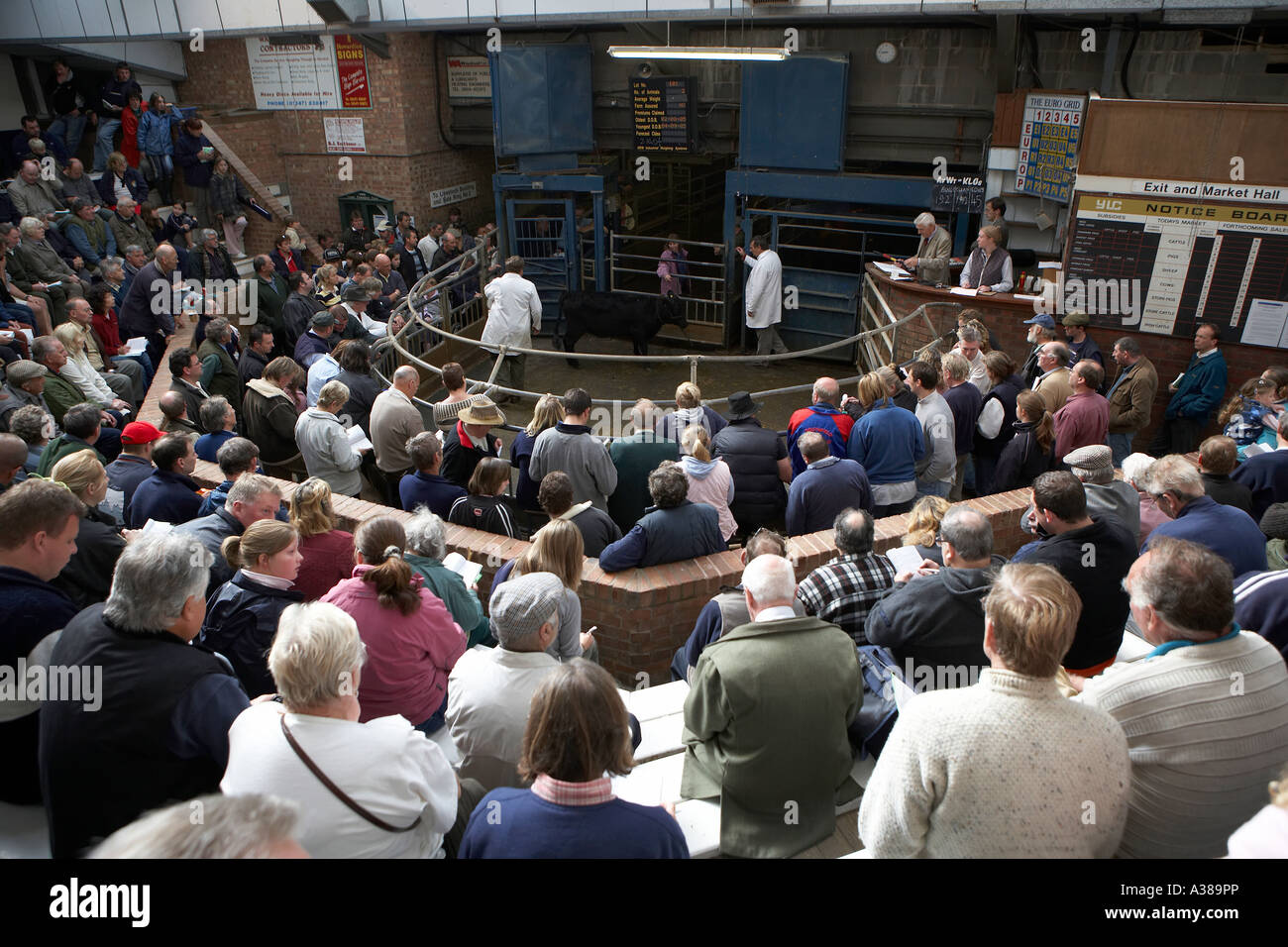 Cattle auction at Murton cattle market near York Sale ring Stock Photo ...
