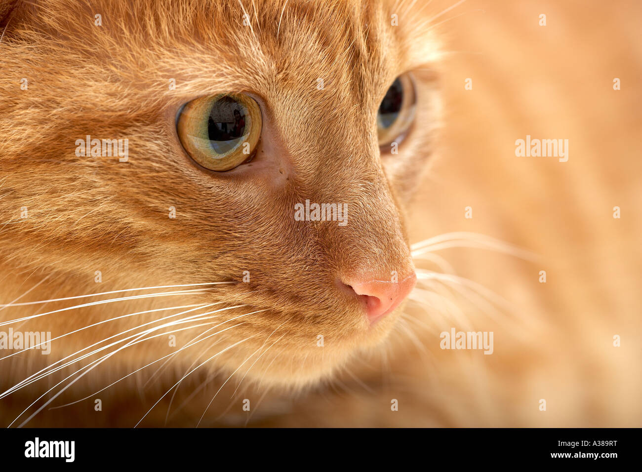 Close up of ginger tabby tom cats face Close up of cats face Stock ...