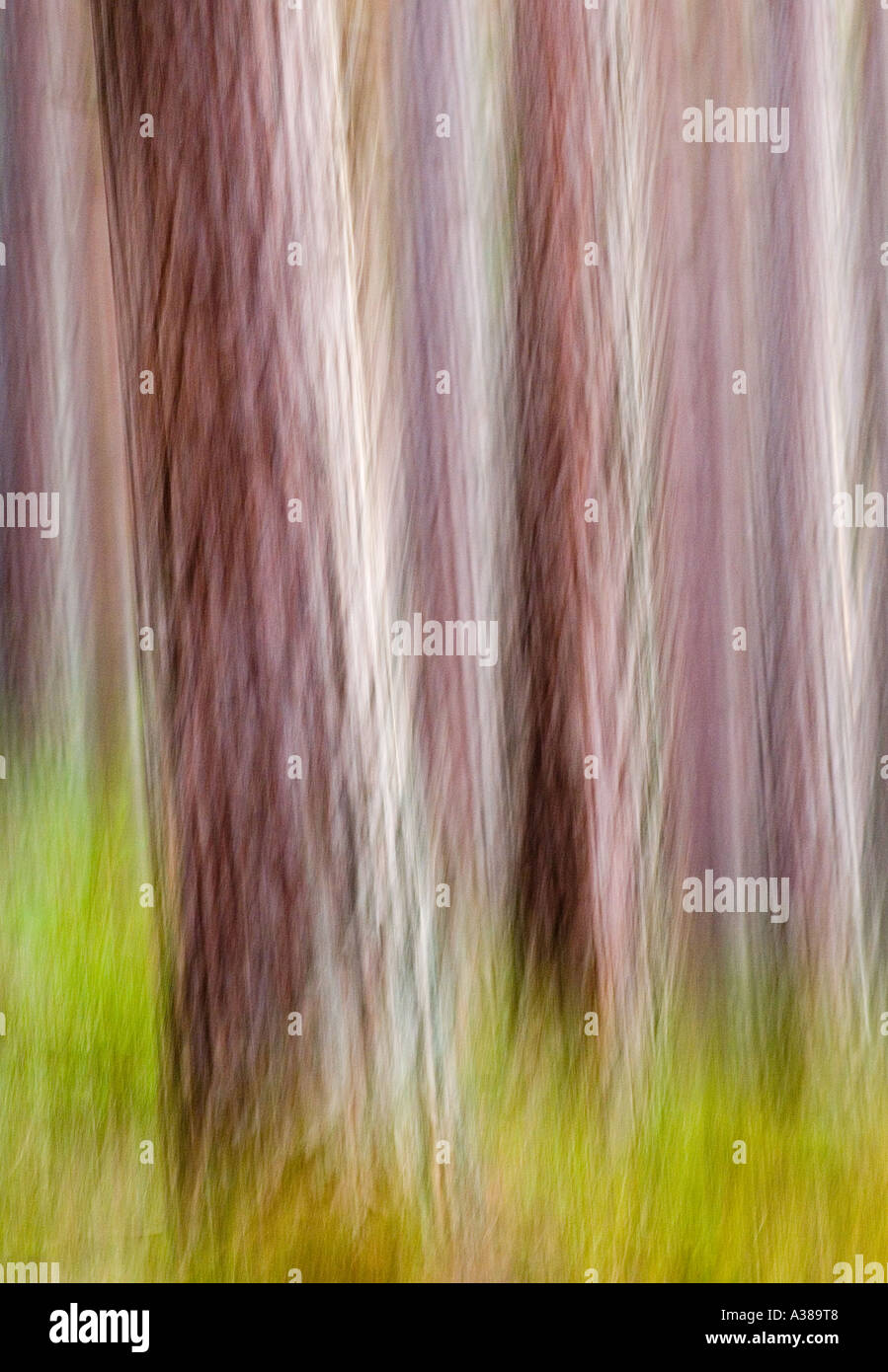 Abernethy forest pine hi-res stock photography and images - Alamy