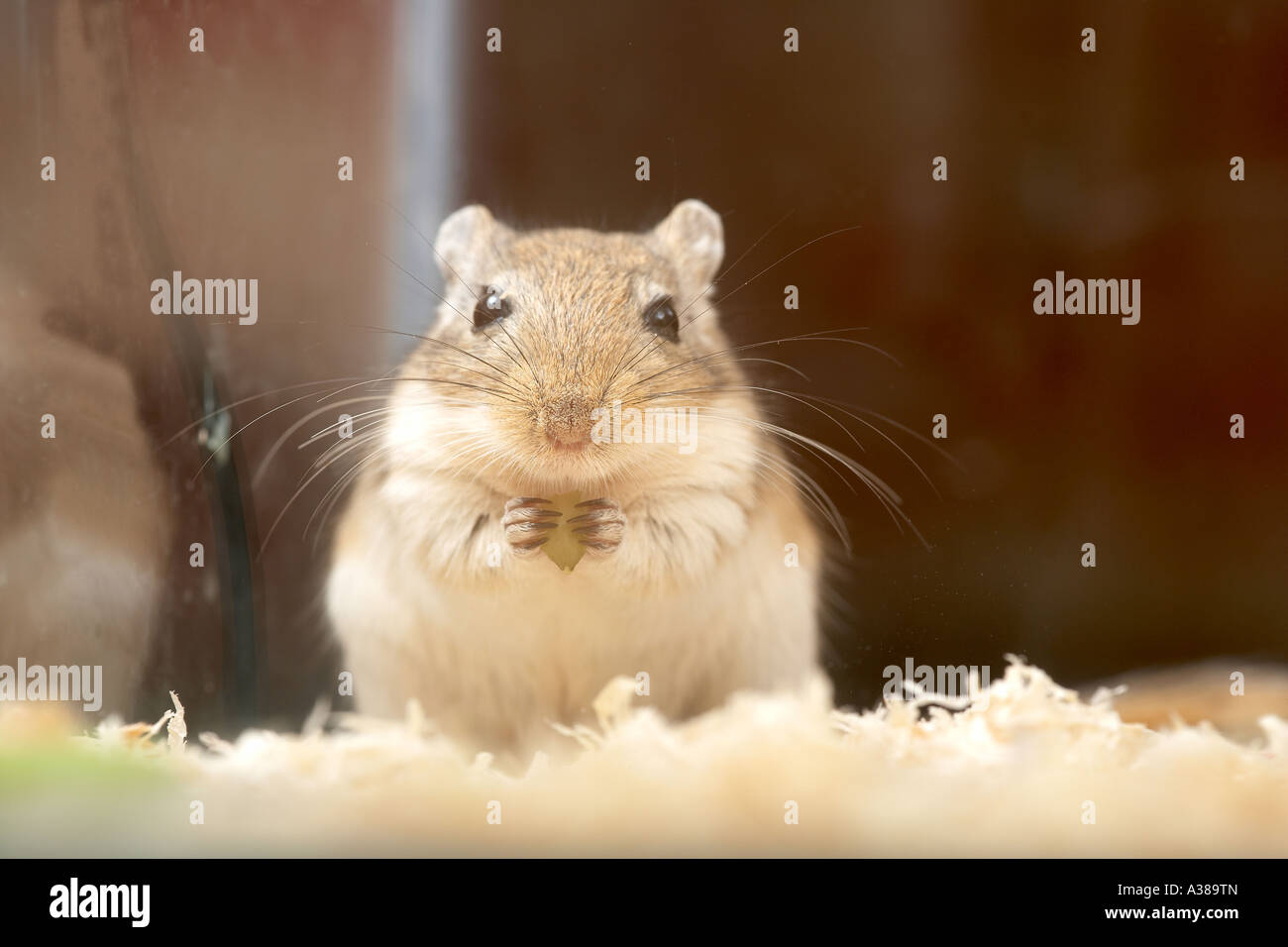 Gerbil in captivity Gerbil eating Stock Photo - Alamy
