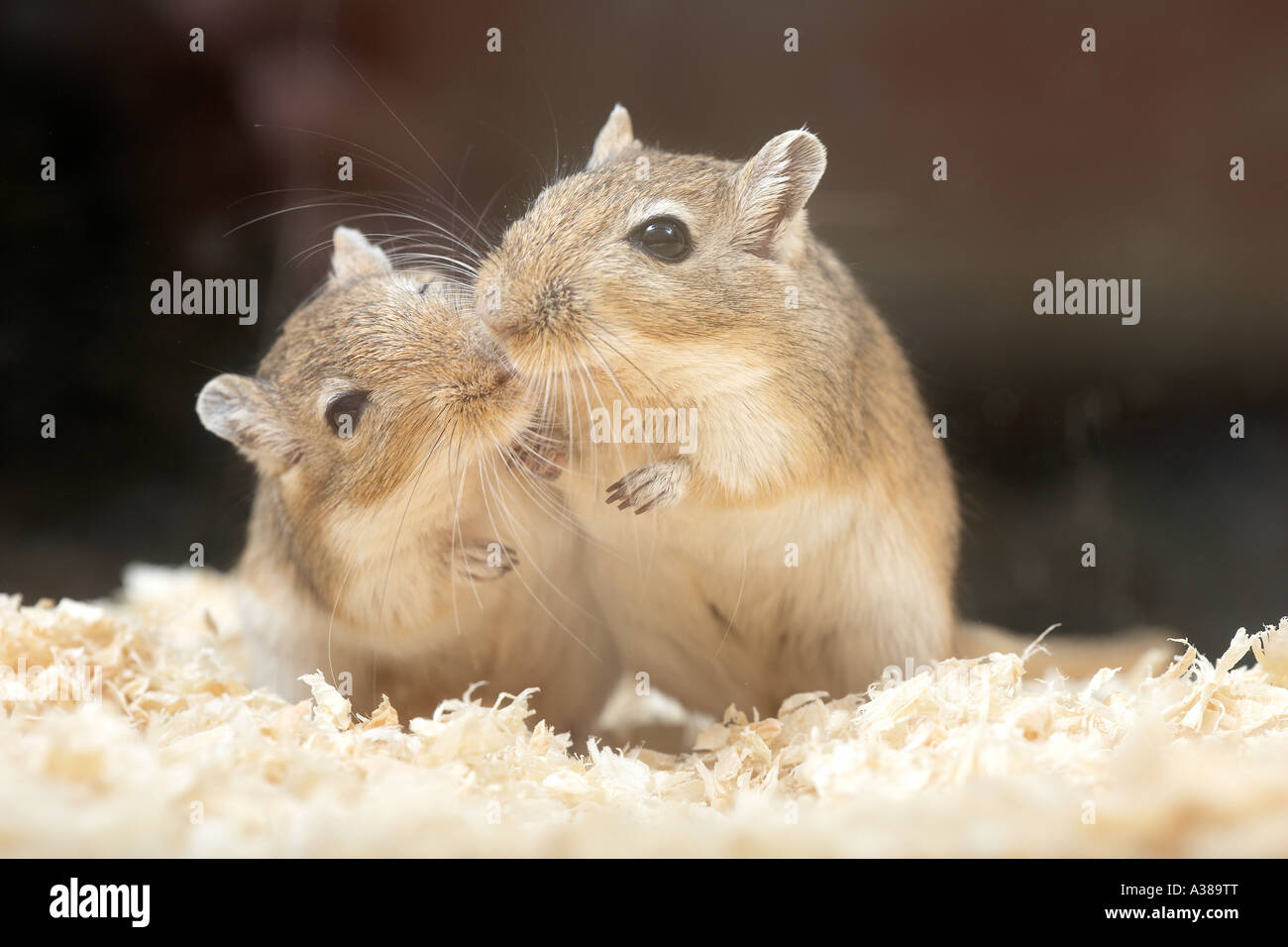 Two gerbils in captivity Stock Photo - Alamy