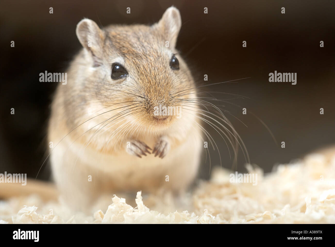 Gerbil in captivity Stock Photo - Alamy