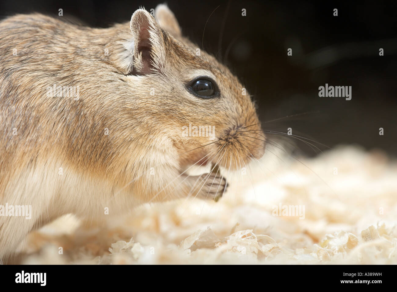 Gerbil in captivity. Gerbil eating Stock Photo - Alamy