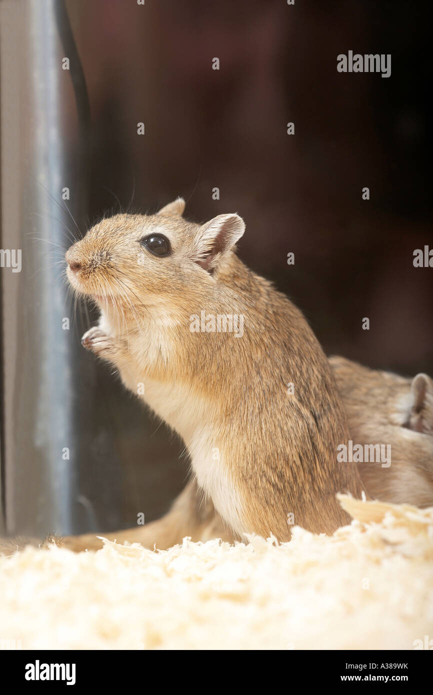Gerbil in captivity Stock Photo - Alamy