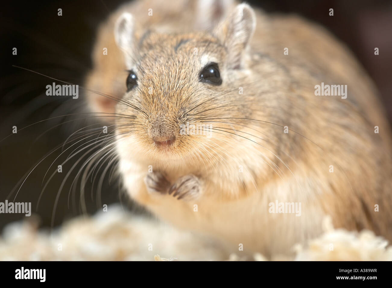 Gerbil in captivity Stock Photo - Alamy