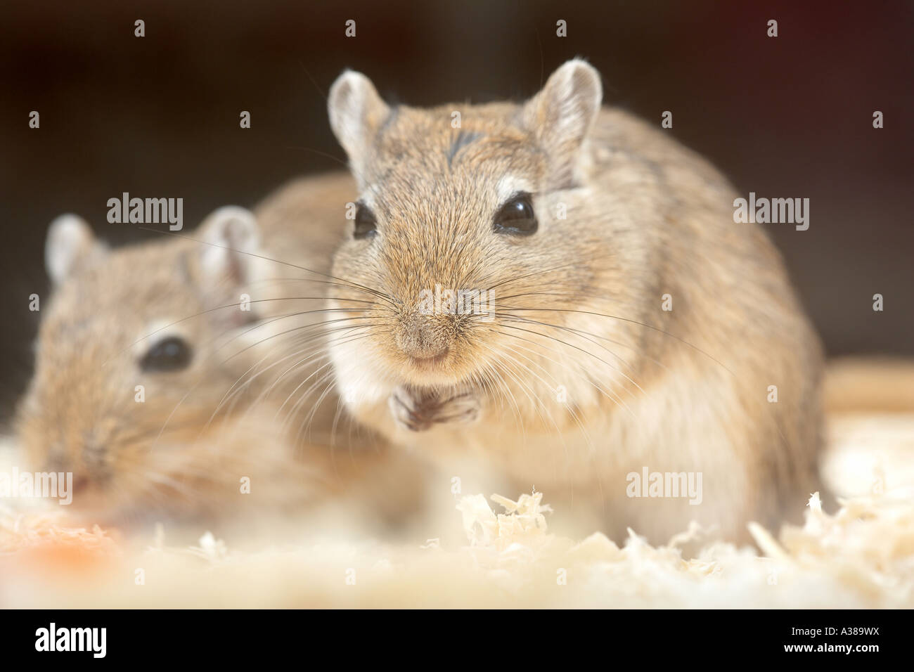 Two gerbils in captivity Stock Photo - Alamy