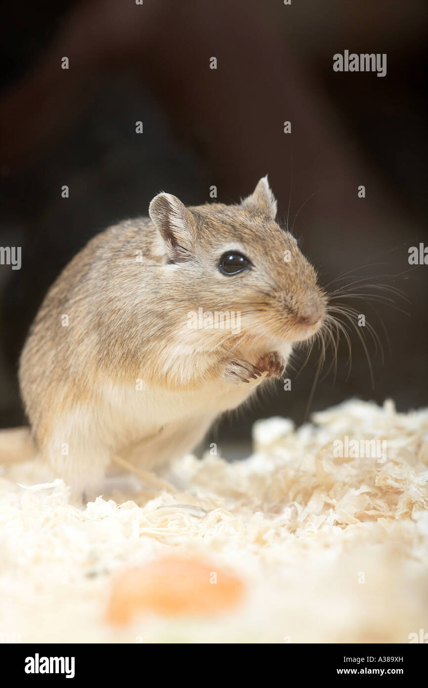 Gerbil in captivity Stock Photo - Alamy