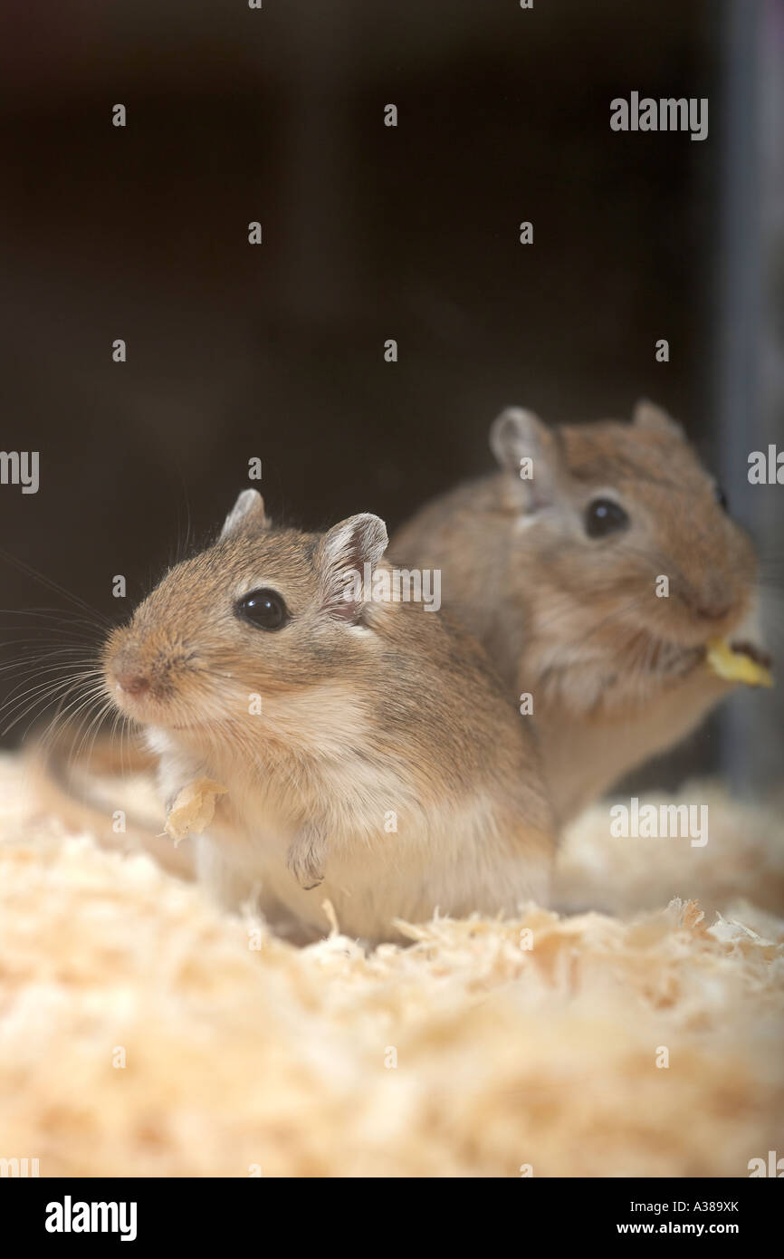 Two gerbils in captivity Stock Photo - Alamy