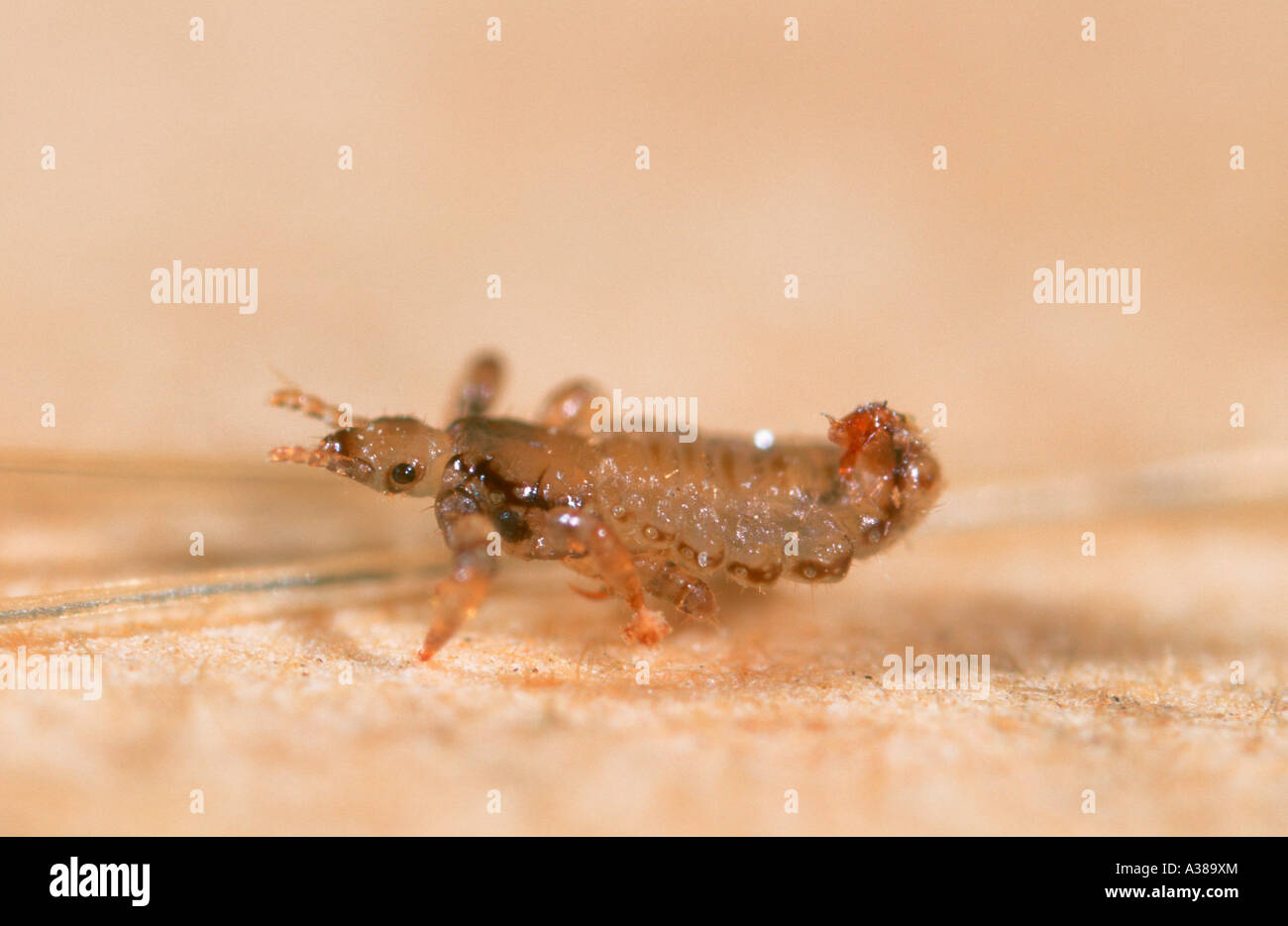 Pediculus humanus hi-res stock photography and images - Alamy