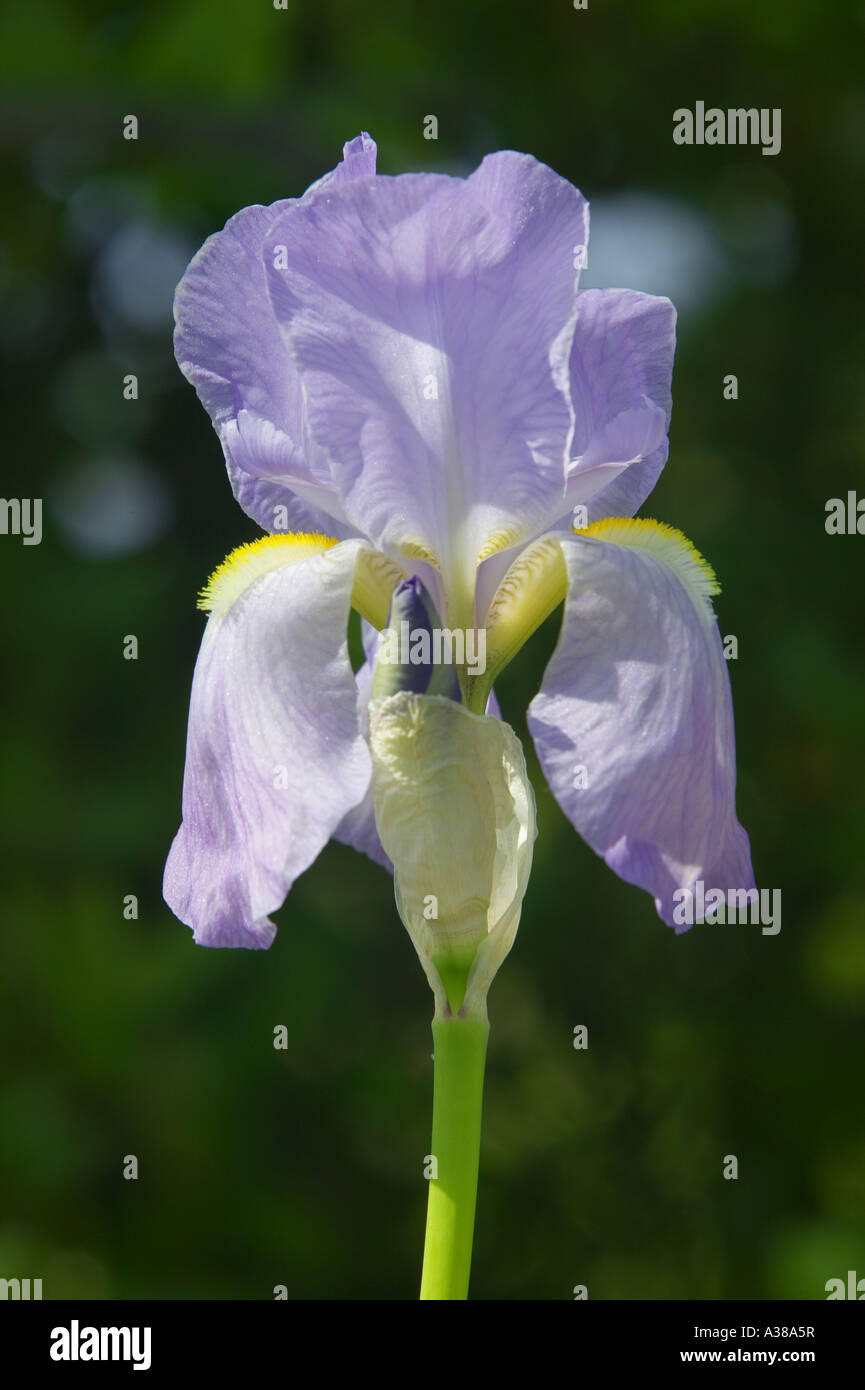 Iris botany hi-res stock photography and images - Alamy