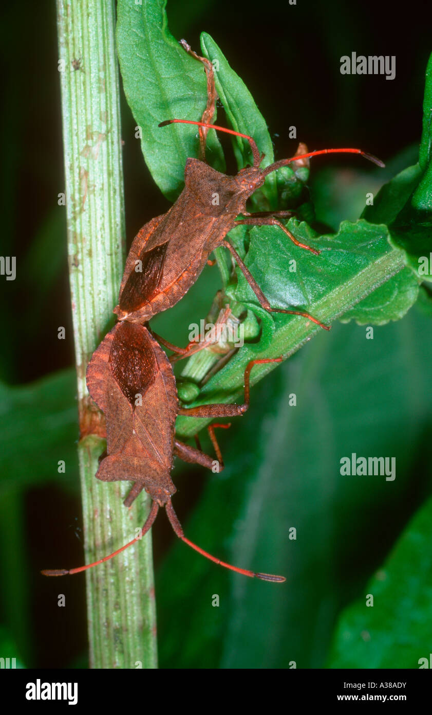 Mating dock bugs hi-res stock photography and images - Alamy