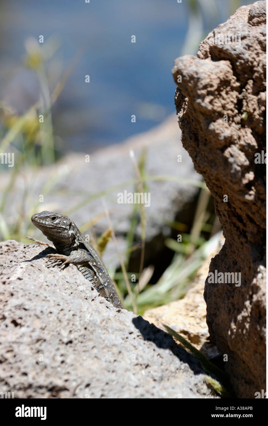 lizard (Gallotia galloti) peeping out from behind the rocks;Tenerife ...