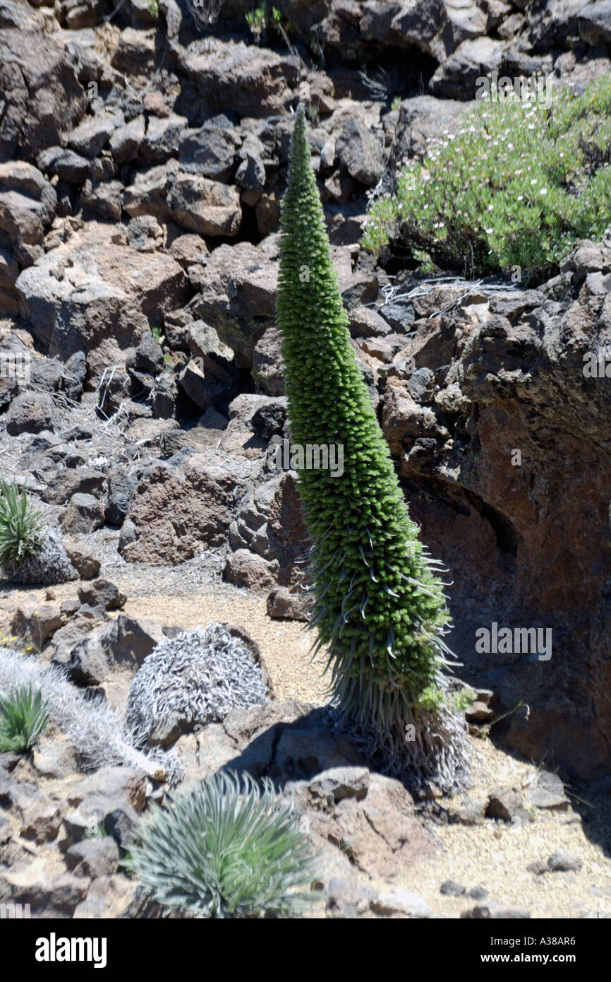 Echium Simplex plant on the slope of extinct volcano Stock Photo - Alamy
