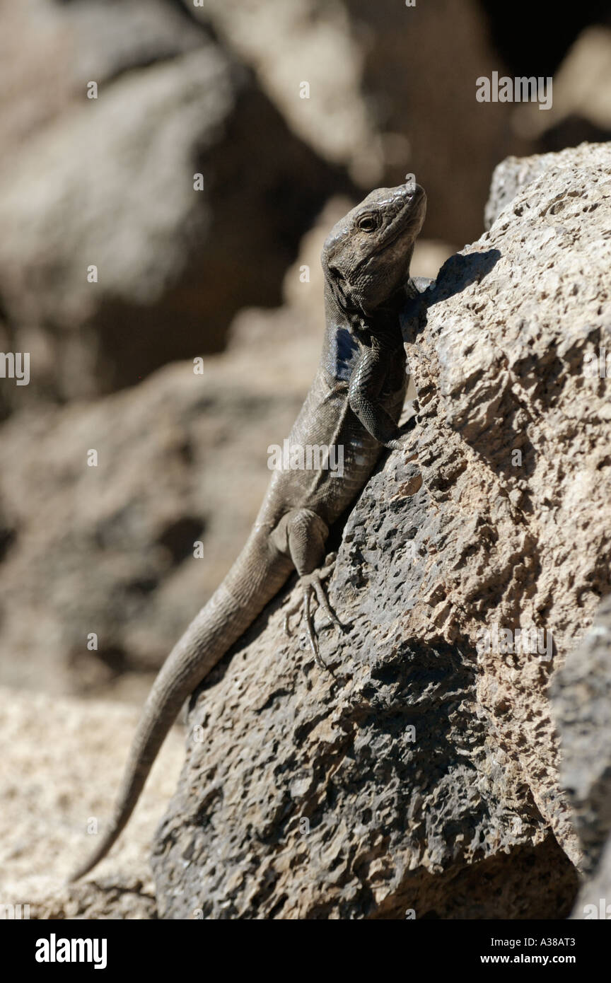 Gallotia galloti lizard Stock Photo - Alamy
