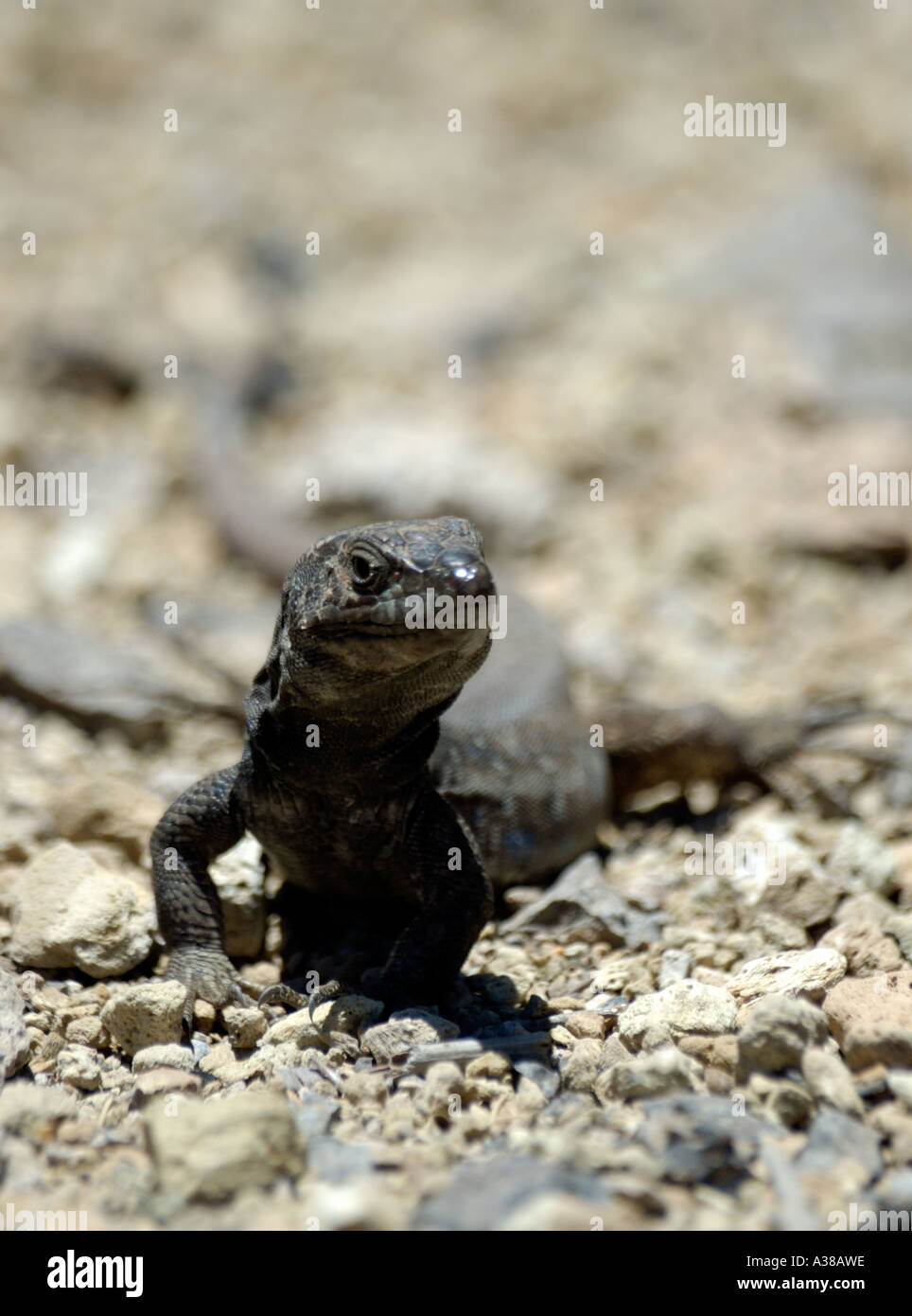 Lizard lifting feet hi-res stock photography and images - Alamy