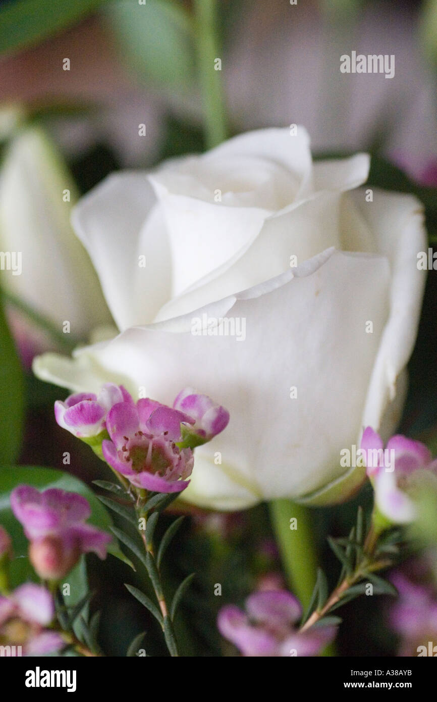 A single white rose hi-res stock photography and images - Alamy