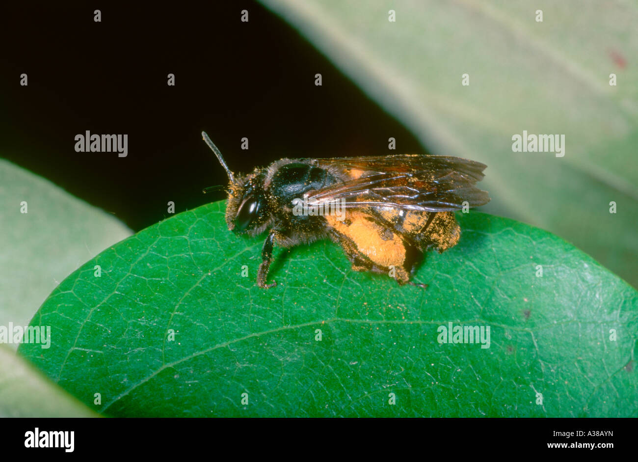 Mining Bee, Andrena sp. WIth tibia full of pollen Stock Photo - Alamy