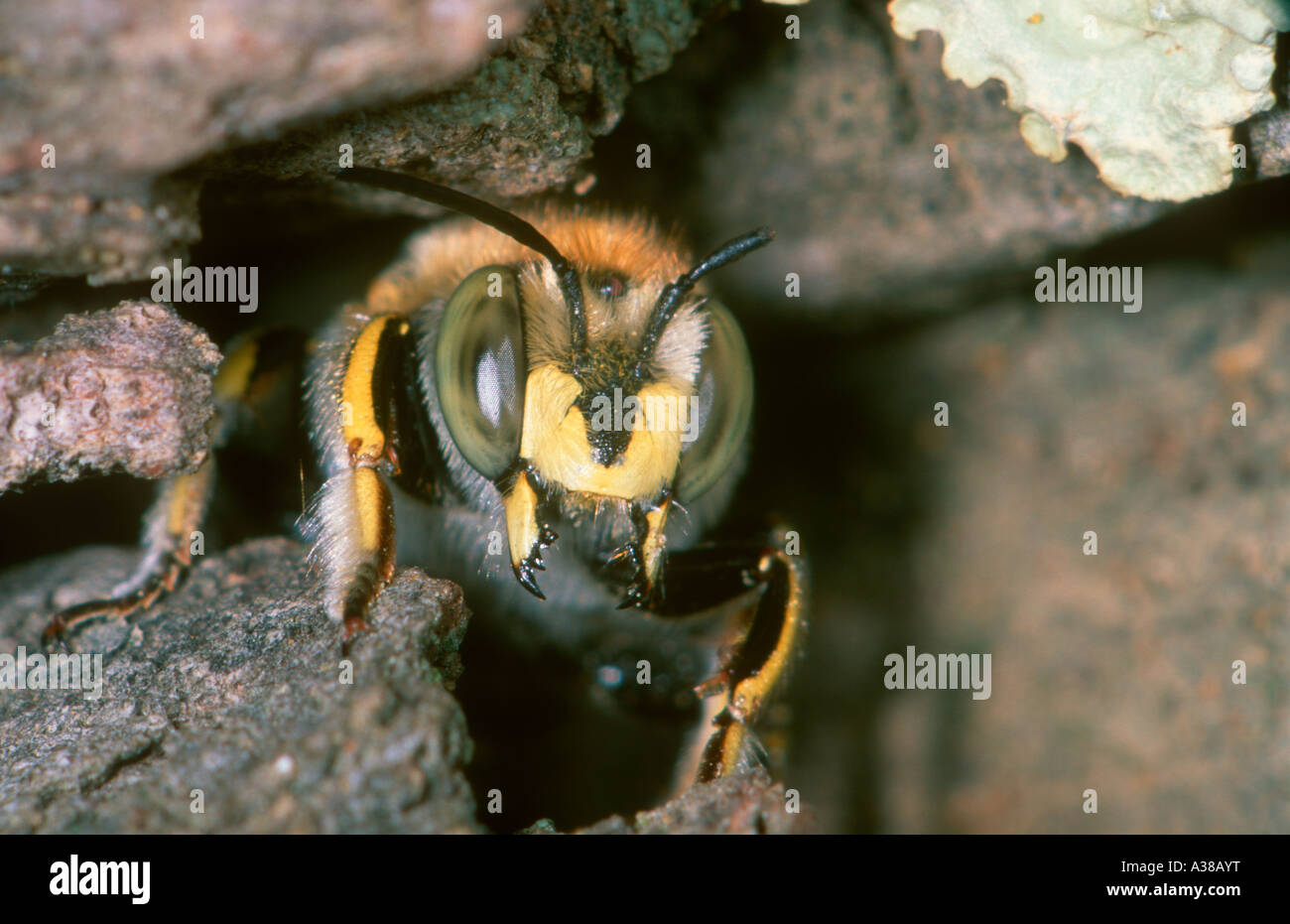 Bee family hi-res stock photography and images - Alamy