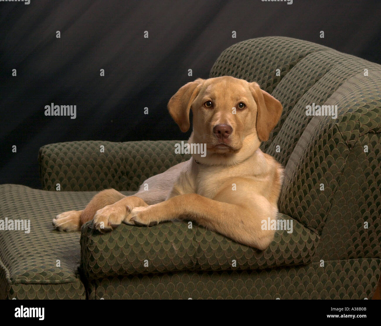 dog in chair Stock Photo - Alamy