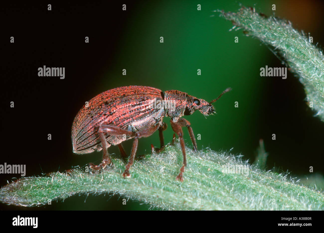 Weevil, Polydrusus sp. On leaf Stock Photo - Alamy