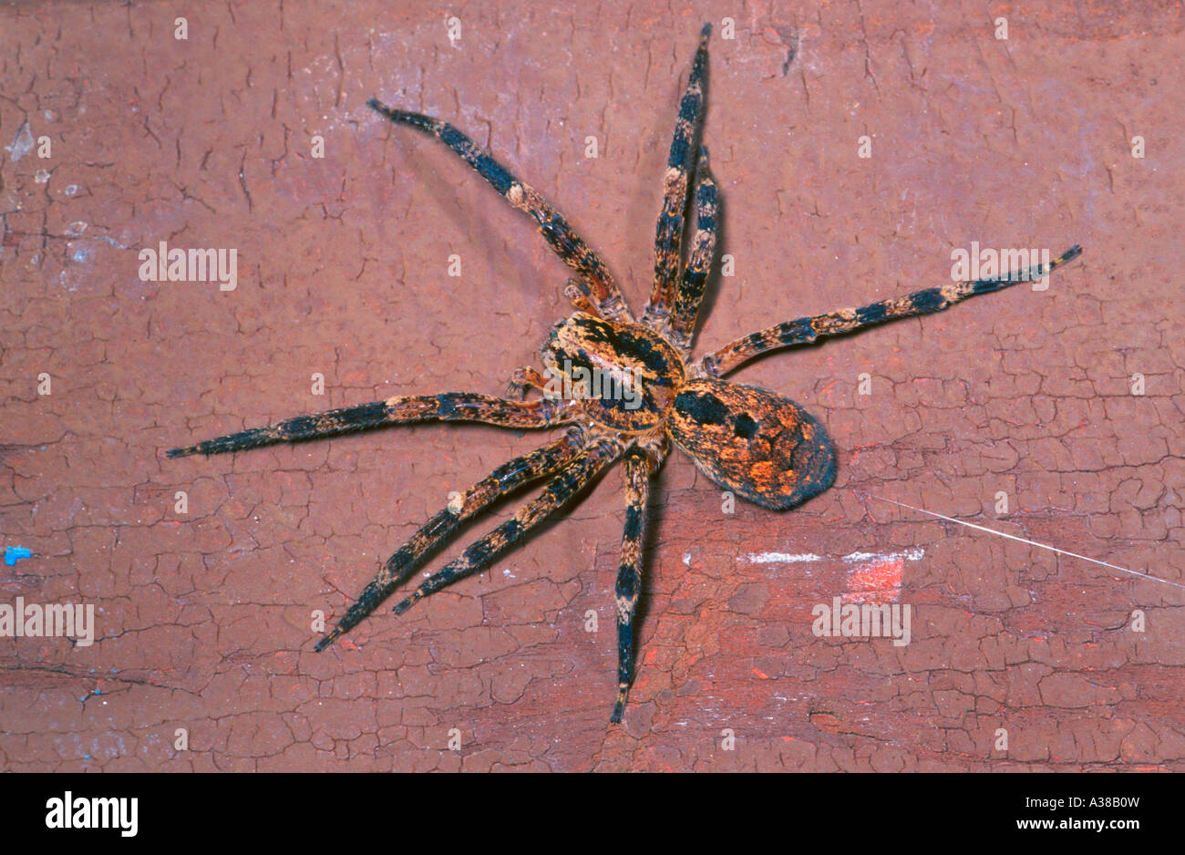 Wolf Spider, Lycosa radiata Stock Photo - Alamy