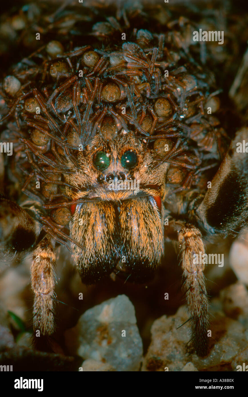 Wolf Spider, Lycosa radiata. Female with abdomen full of nymphs ...