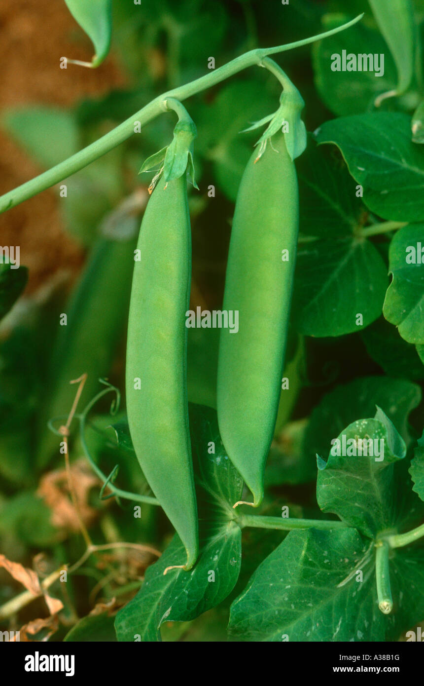 Pea seeds in pea pods Stock Photo - Alamy
