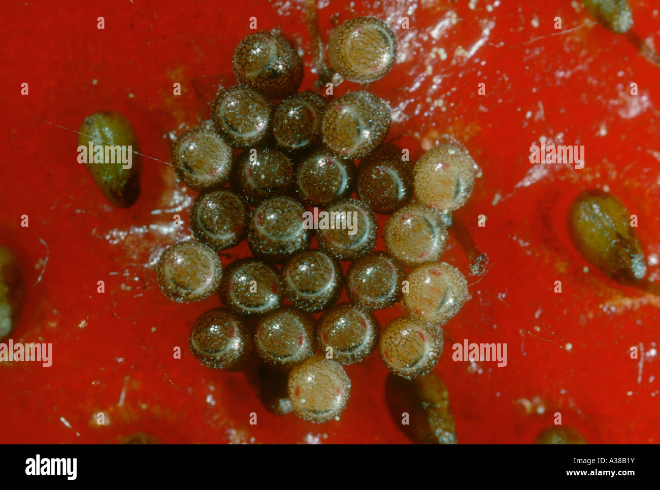 Pentatomidae eggs hi-res stock photography and images - Alamy