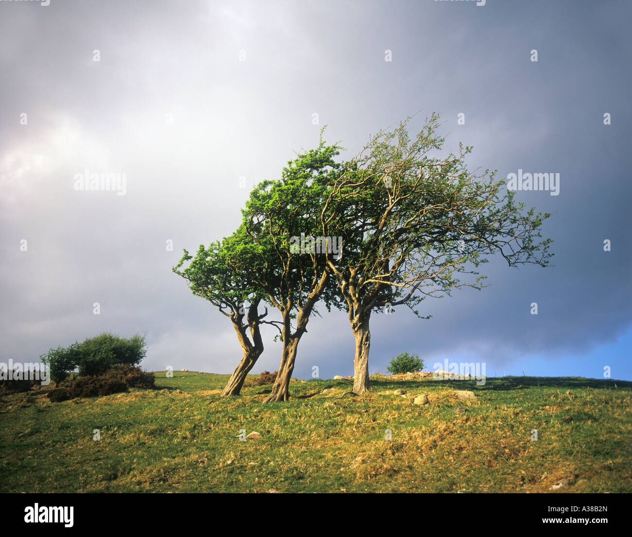 Hawthorn trees, Ulverston, Cumbria, England Stock Photo - Alamy