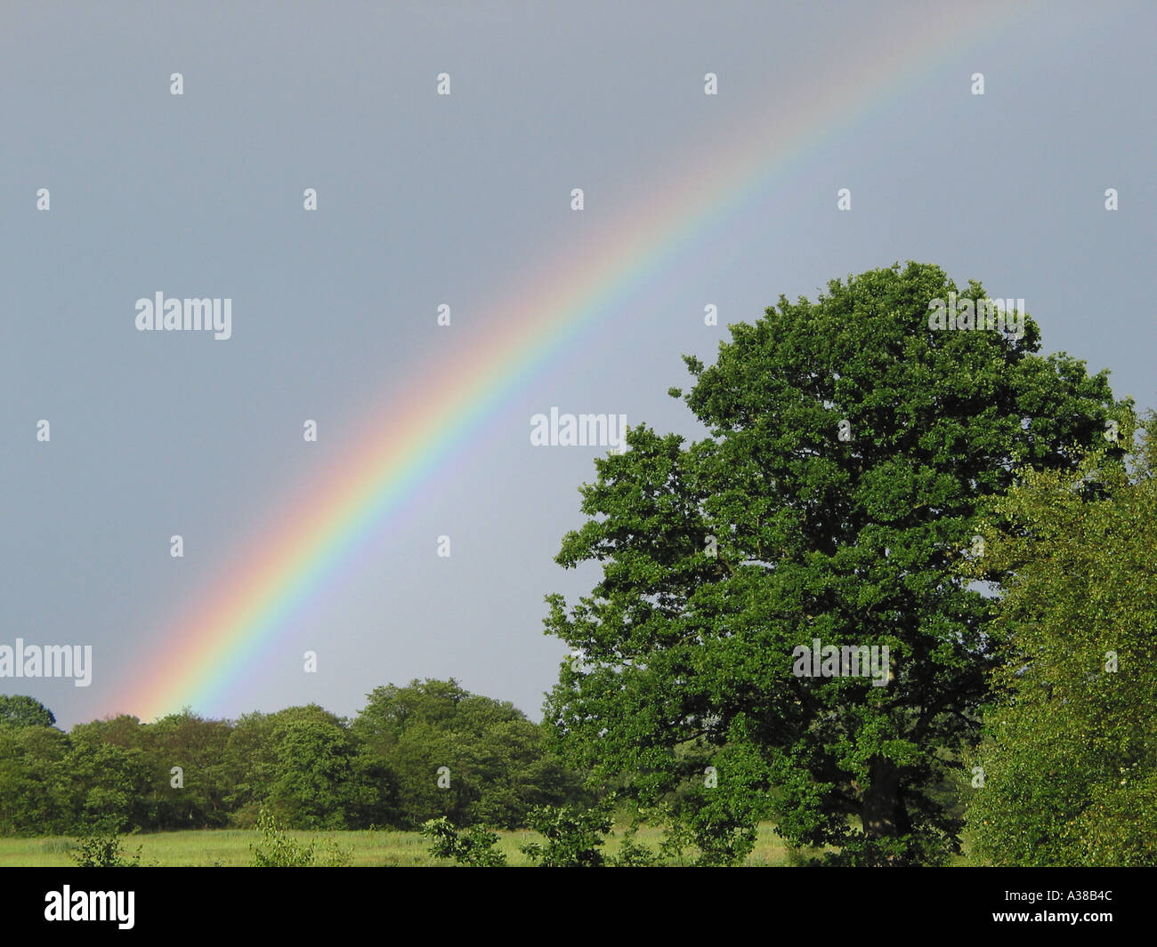 Rainbow appearing through the trees in the English countryside ...