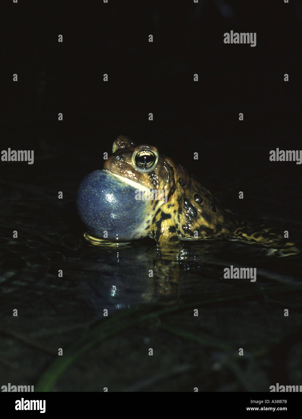 American toad calling hi-res stock photography and images - Alamy