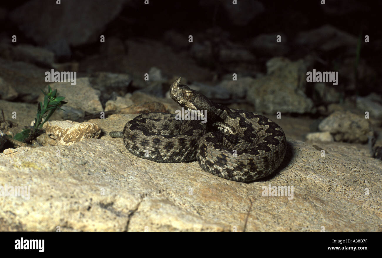 Greek horned viper hi-res stock photography and images - Alamy