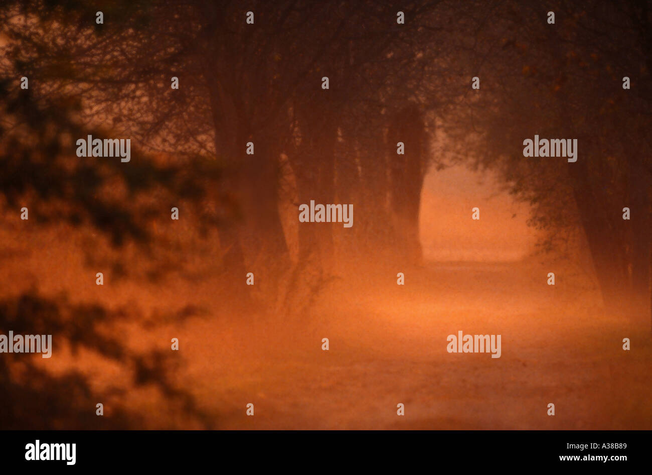 Wood at sunset Stock Photo - Alamy