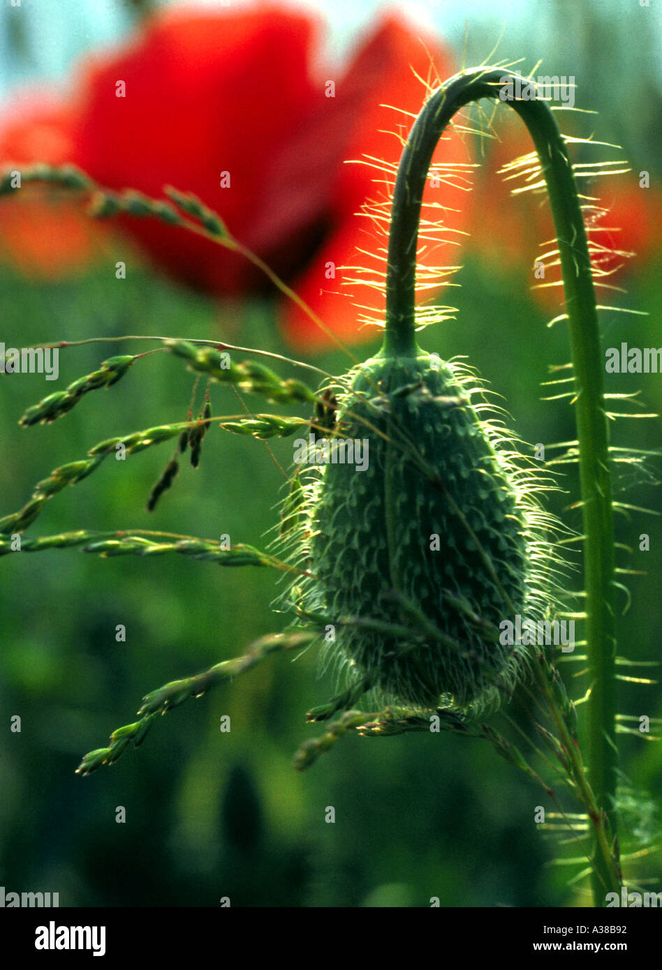 Cornpoppy hi-res stock photography and images - Alamy