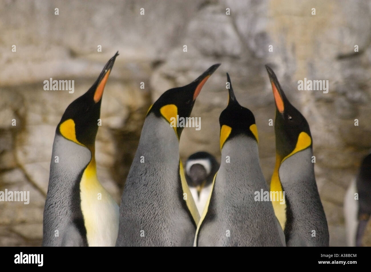 Five Penguins in a Group at Seaworld in Orlando Florida USA Stock Photo ...