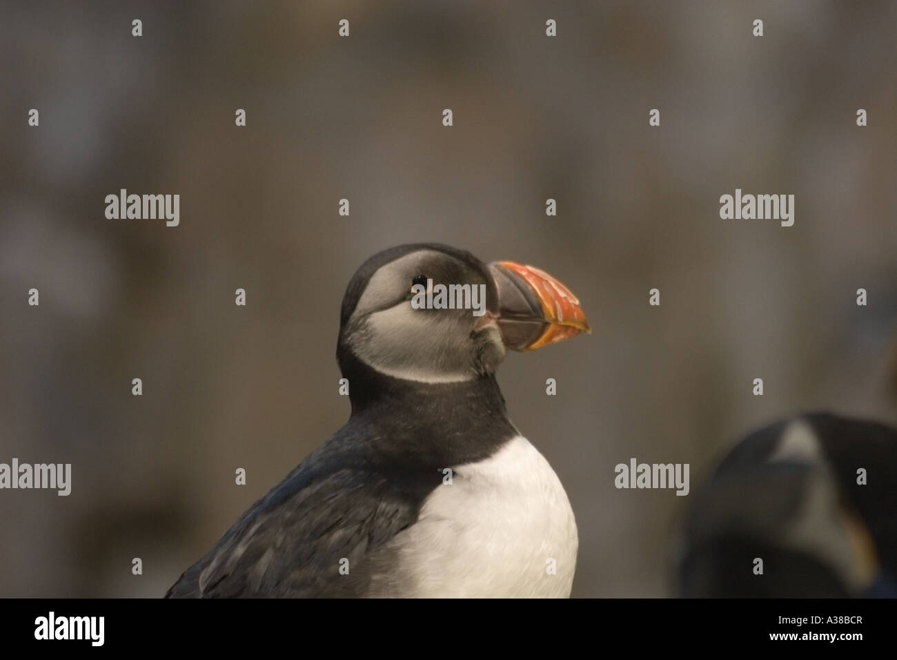 Side View of Puffin at Seaworld in Orlando Florida, USA Stock Photo - Alamy