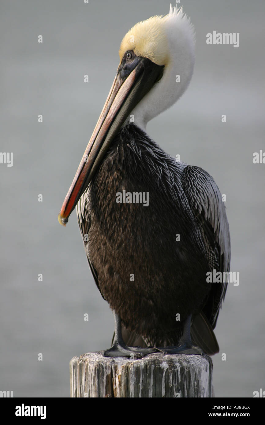 Pelican On Piling Stock Photos & Pelican On Piling Stock Images - Alamy