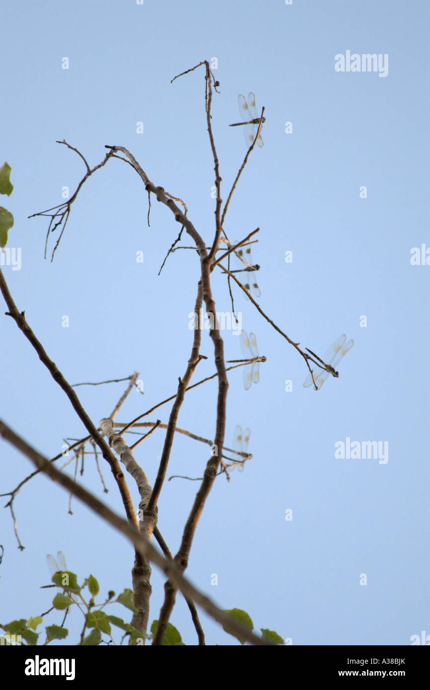 Tree Limbs Being Used as a Perch for Multiple Dragonfly Stock Photo - Alamy