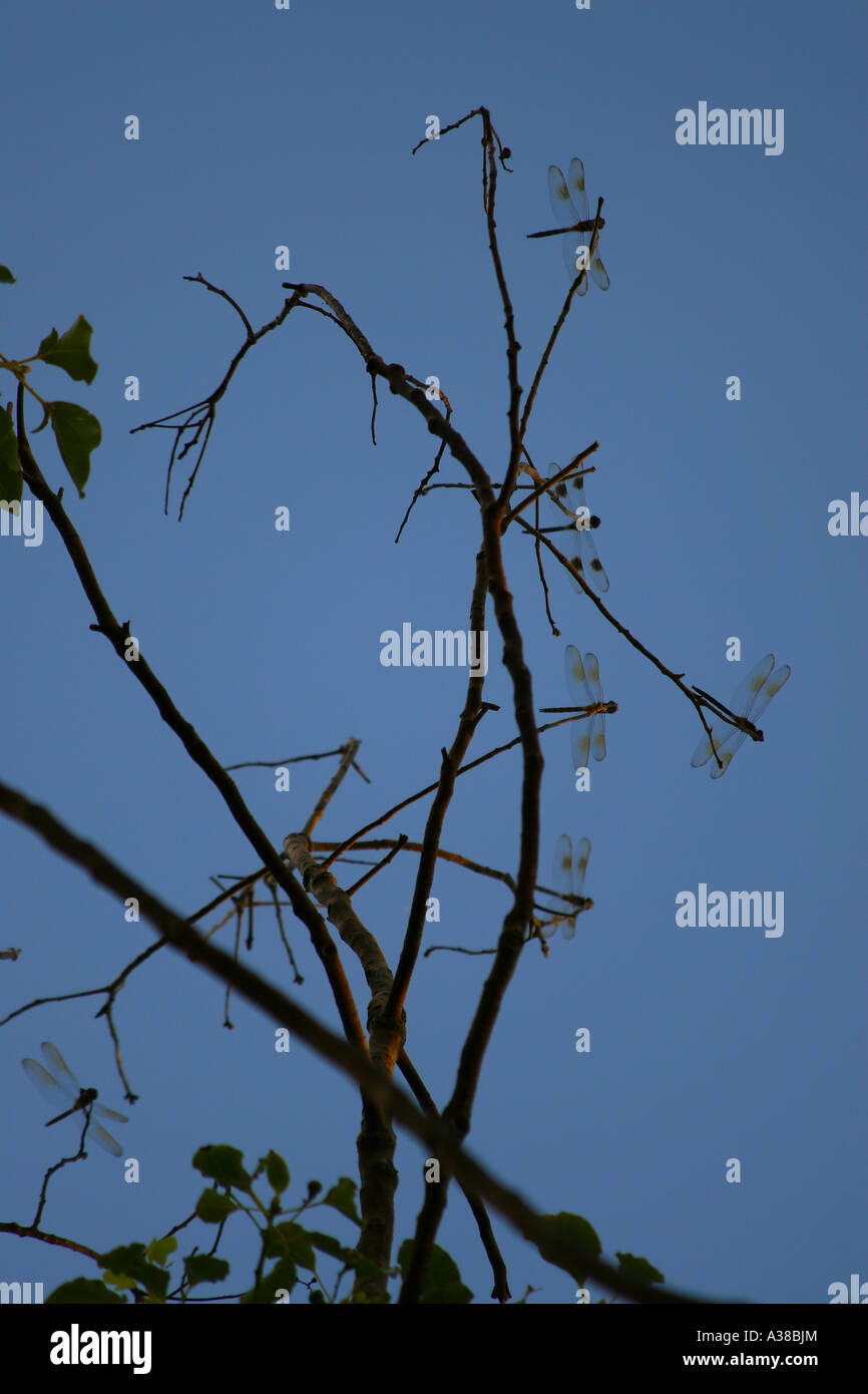 Tree Limbs Being Used as a Perch for Multiple Dragonfly Stock Photo - Alamy