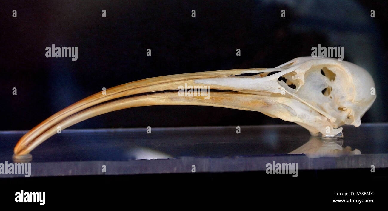The Skull of a Long, Beaked Bird on Display at Museum for Archeological ...