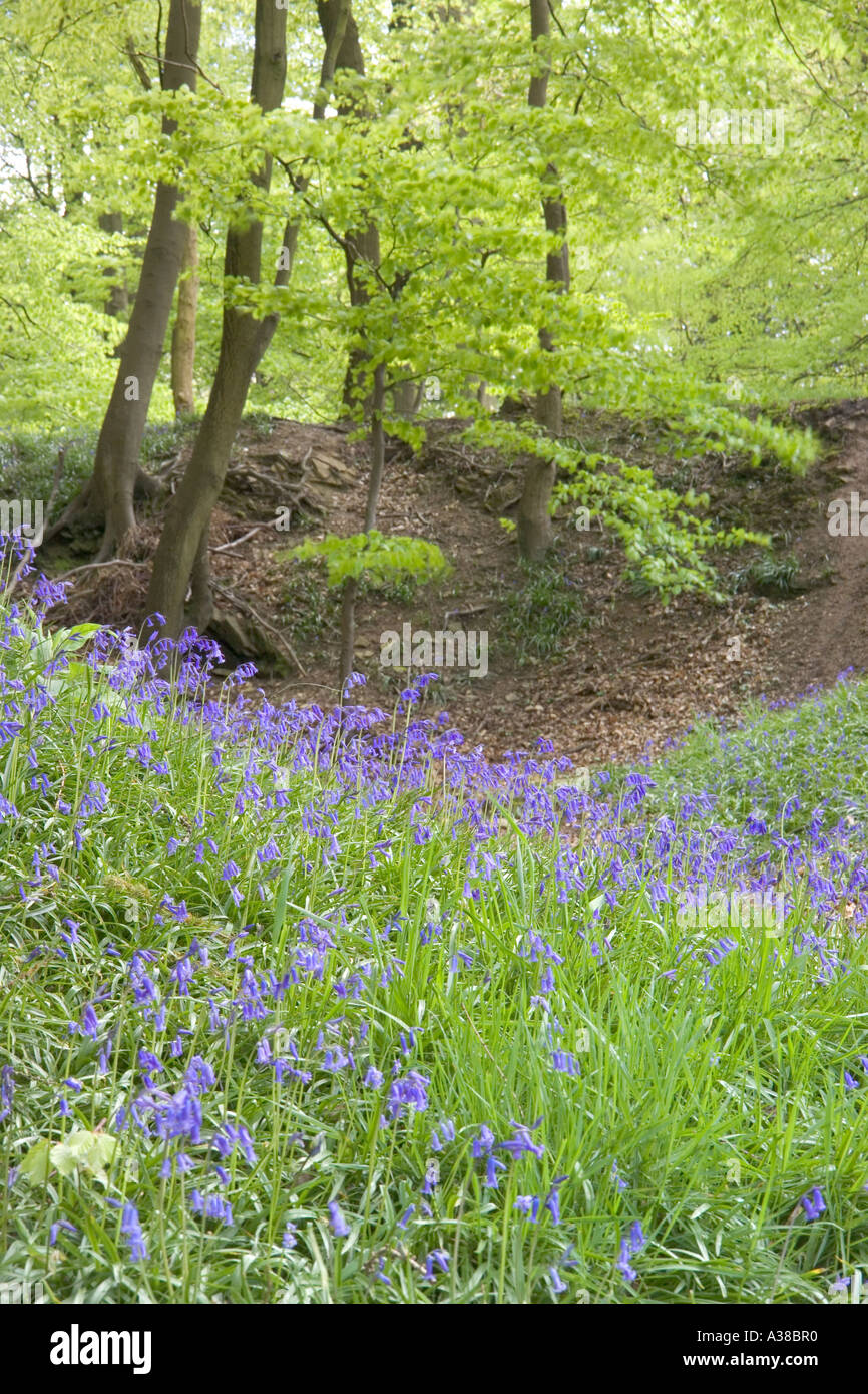 Springtime woodlands in the Forest of Dean at Ruspidge, Gloucestershire ...
