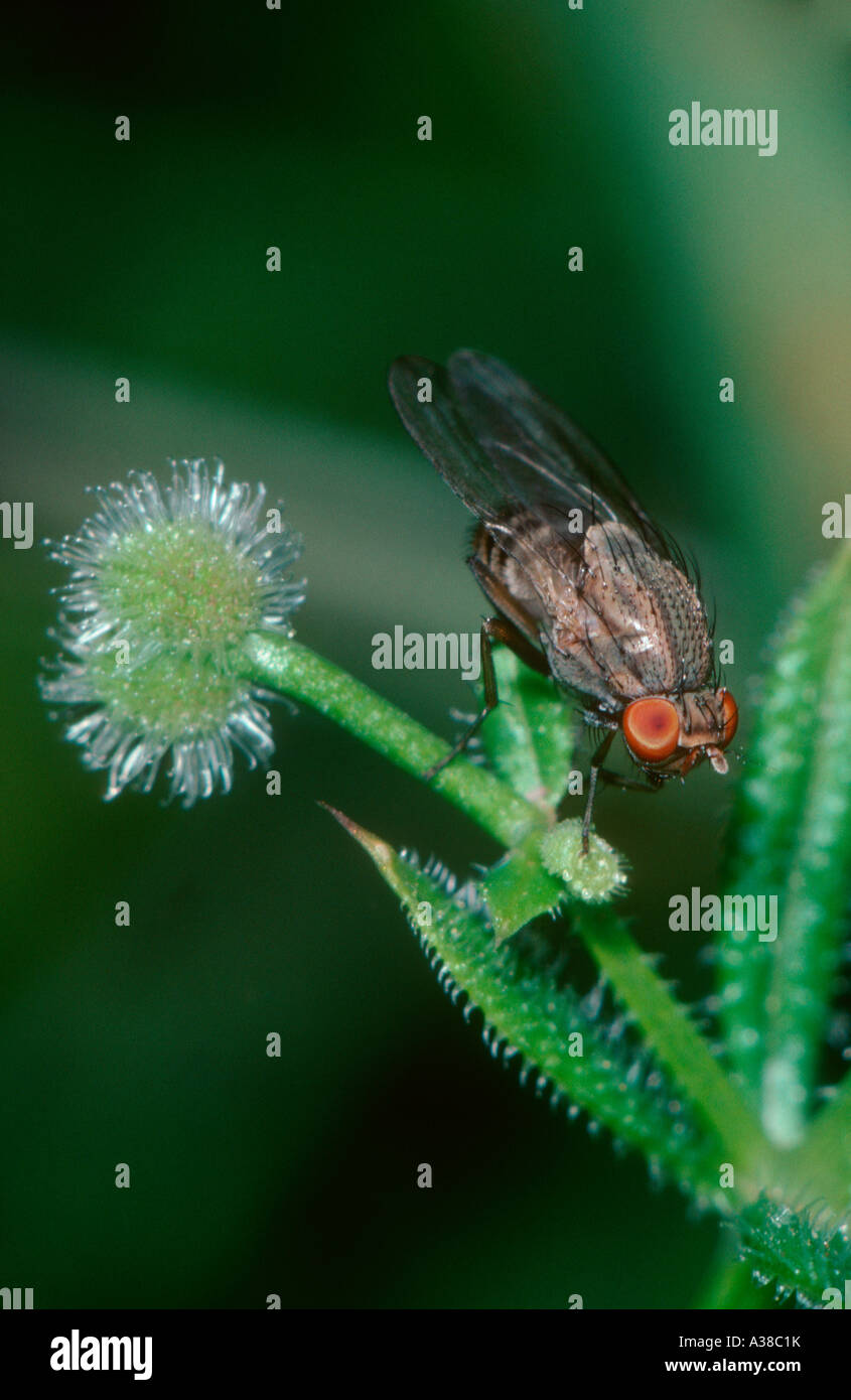 Order diptera on leaf hi-res stock photography and images - Alamy
