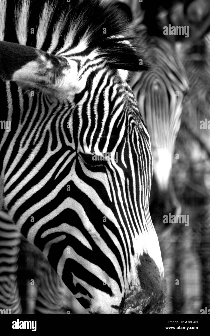 Grevys zebras hi-res stock photography and images - Alamy